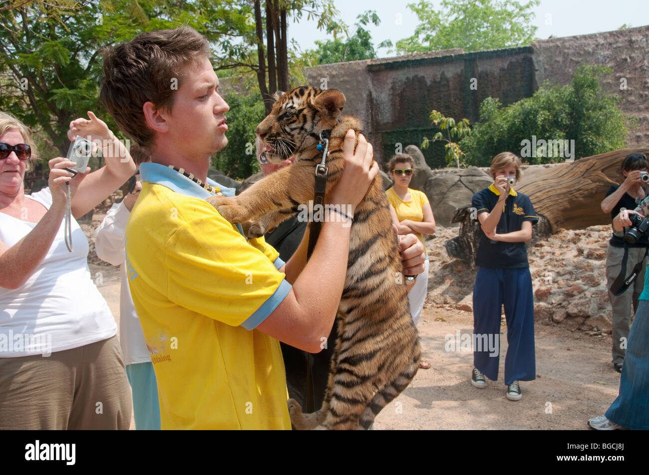 a caretaker from the UK carrying a tiger cub at the tiger temple in ...