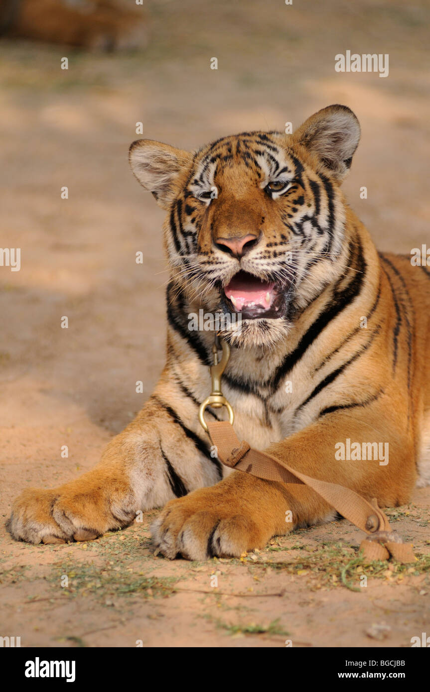 Captive tiger hi-res stock photography and images - Alamy