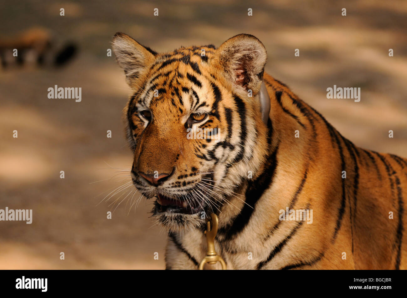 Thailand; Kanchanaburi; A chained up captive 8 month old tiger cub at ...