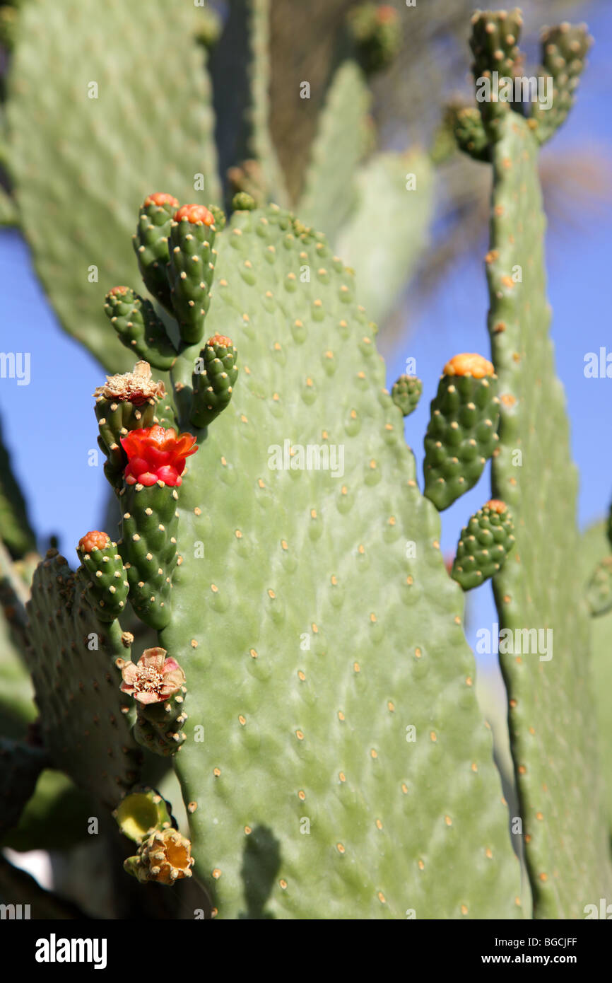 Red head cactus hi-res stock photography and images - Alamy