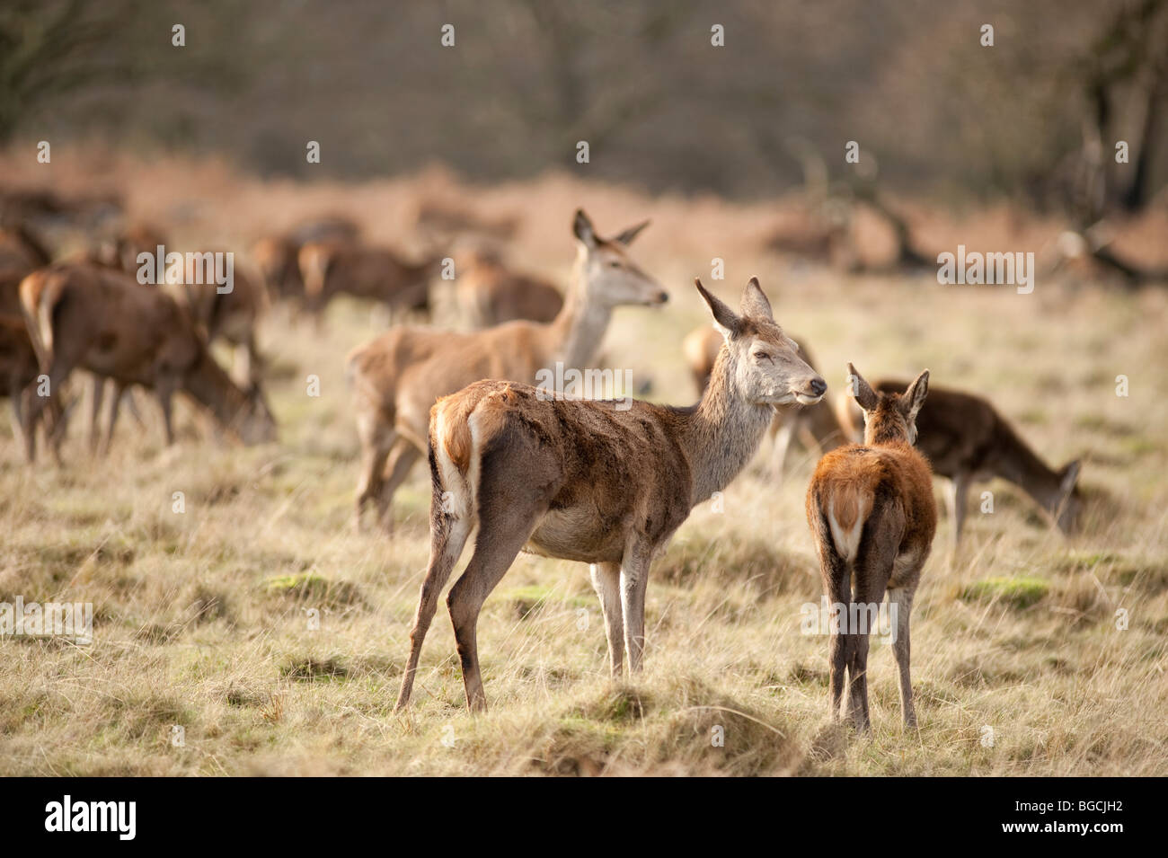 Hinds richmond park hi-res stock photography and images - Alamy