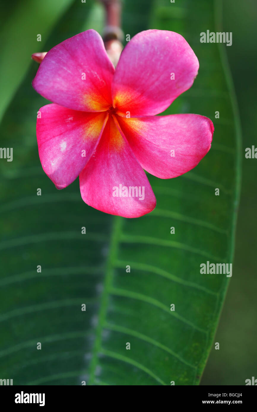 tropical frangipani flowers (plumeria Stock Photo - Alamy