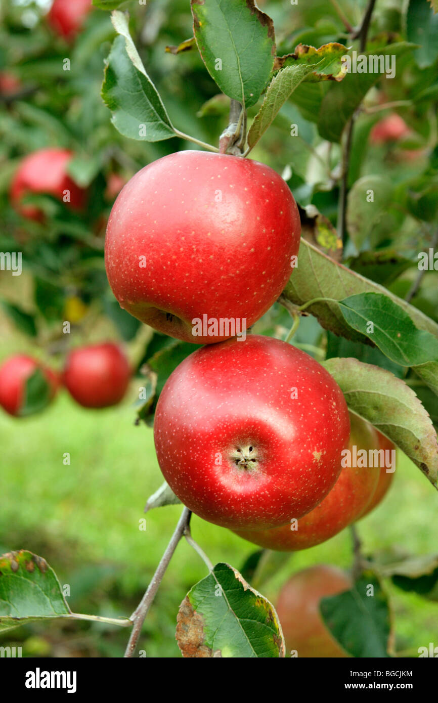Red apples on the tree Stock Photo - Alamy