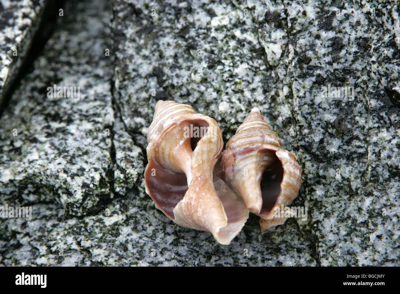 mussels in the Glacier Bay National Park, Alaska, USA Stock Photo - Alamy