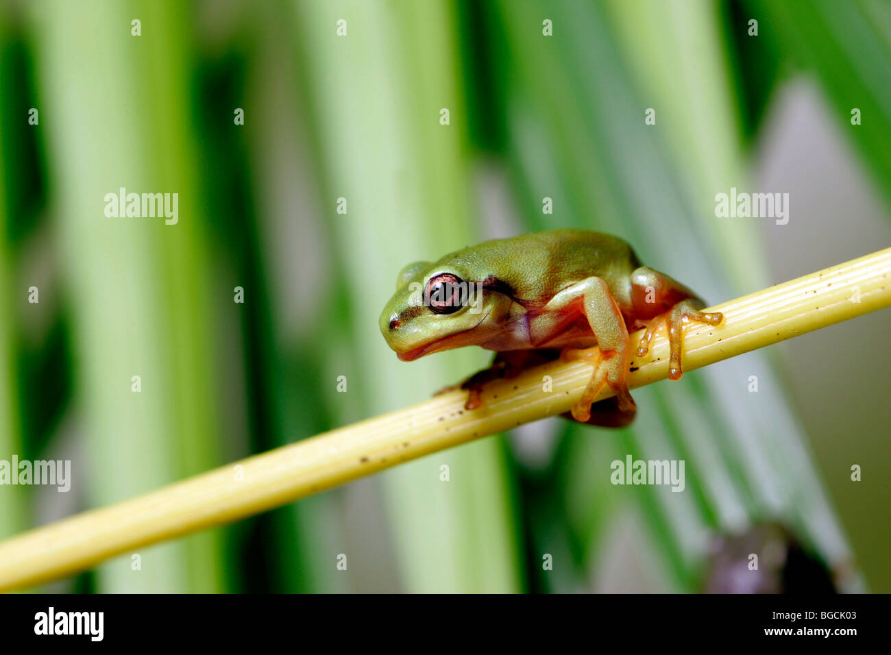 Young green tree frog. amphibian native wildlife tropical Stock Photo ...