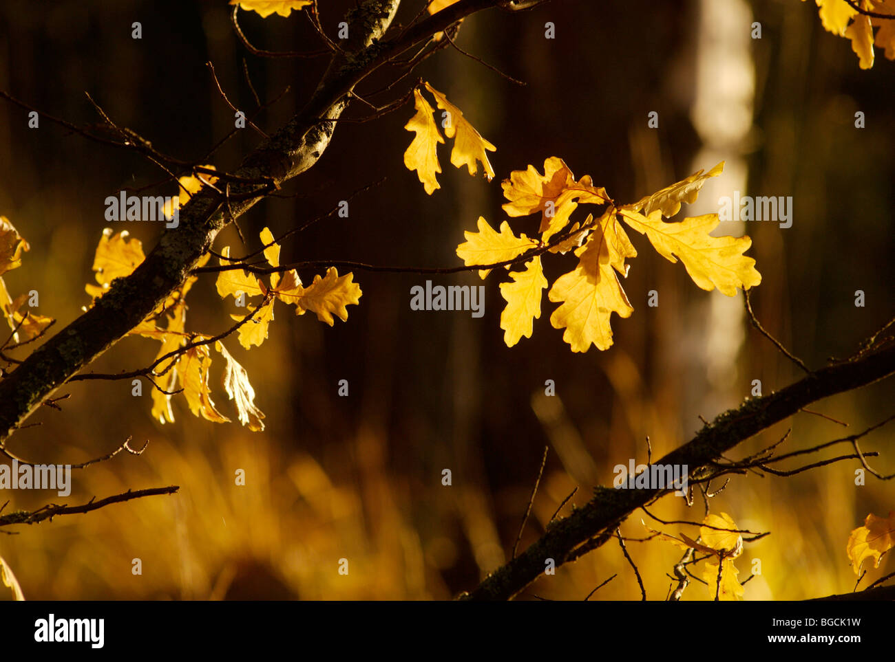 Oak tree foliage in autumn colors Stock Photo - Alamy