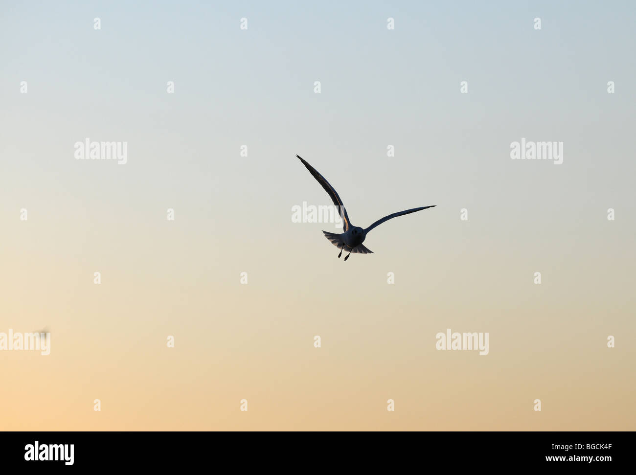 Gull wing shape hi-res stock photography and images - Alamy