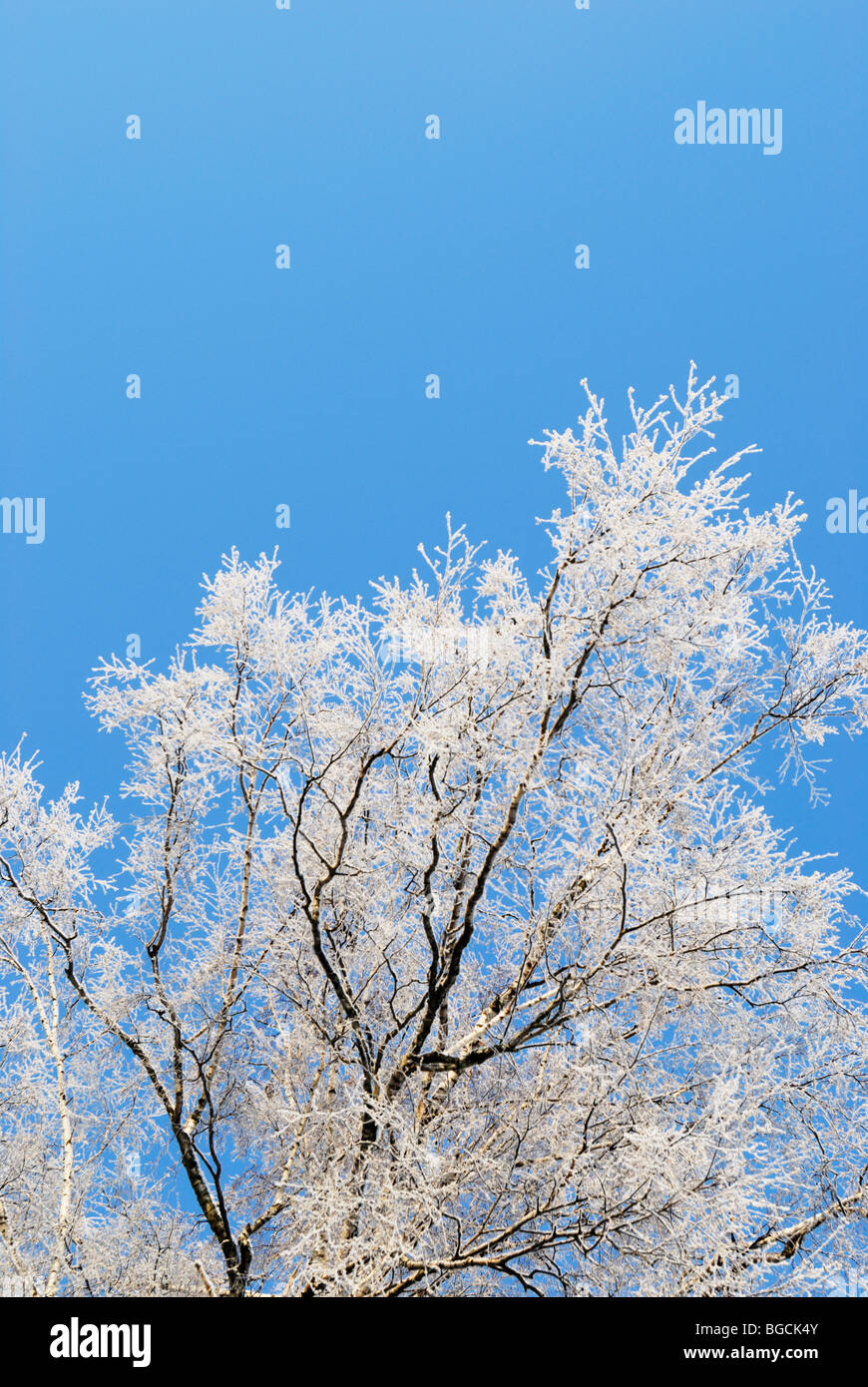 Snowy tree branches and blue sky Stock Photo - Alamy