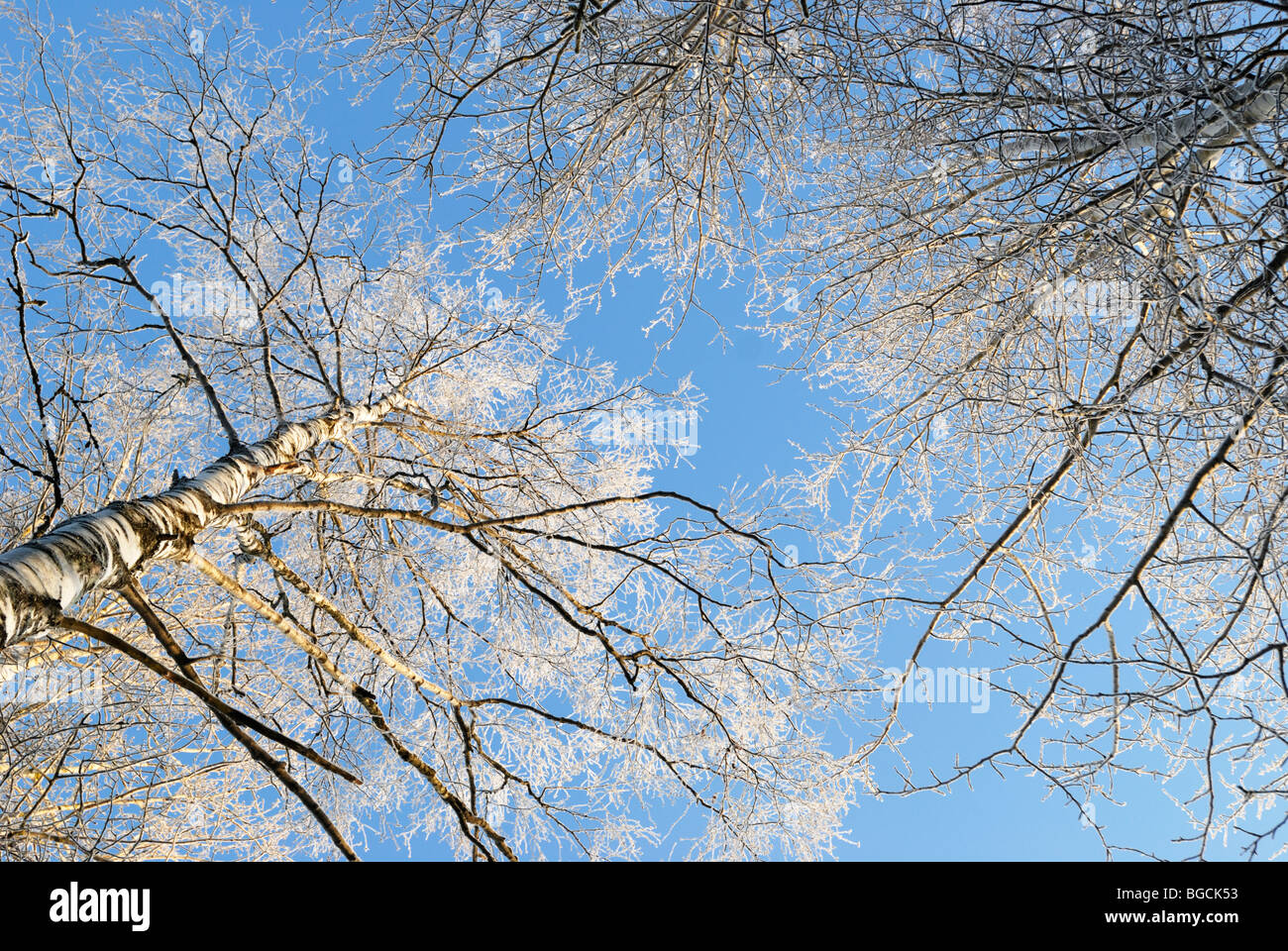 Snowy tree branches Stock Photo - Alamy