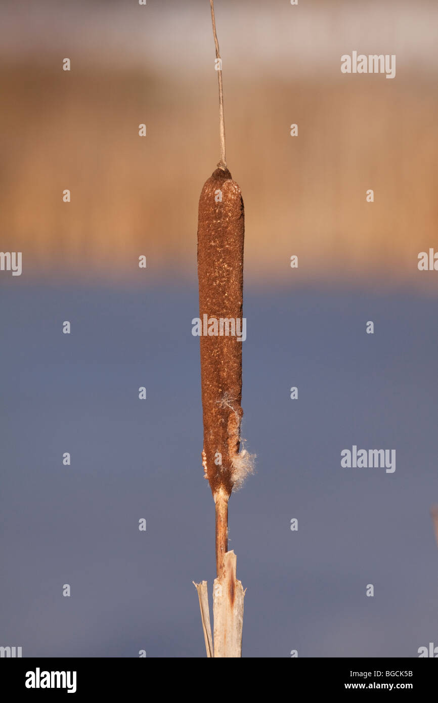 Bullrush reeds hi-res stock photography and images - Alamy