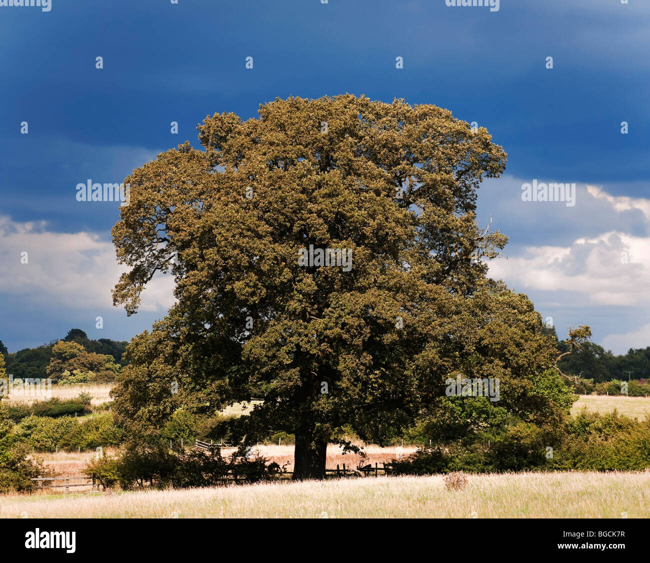 farmland with clouds and trees showing agriculture Stock Photo - Alamy