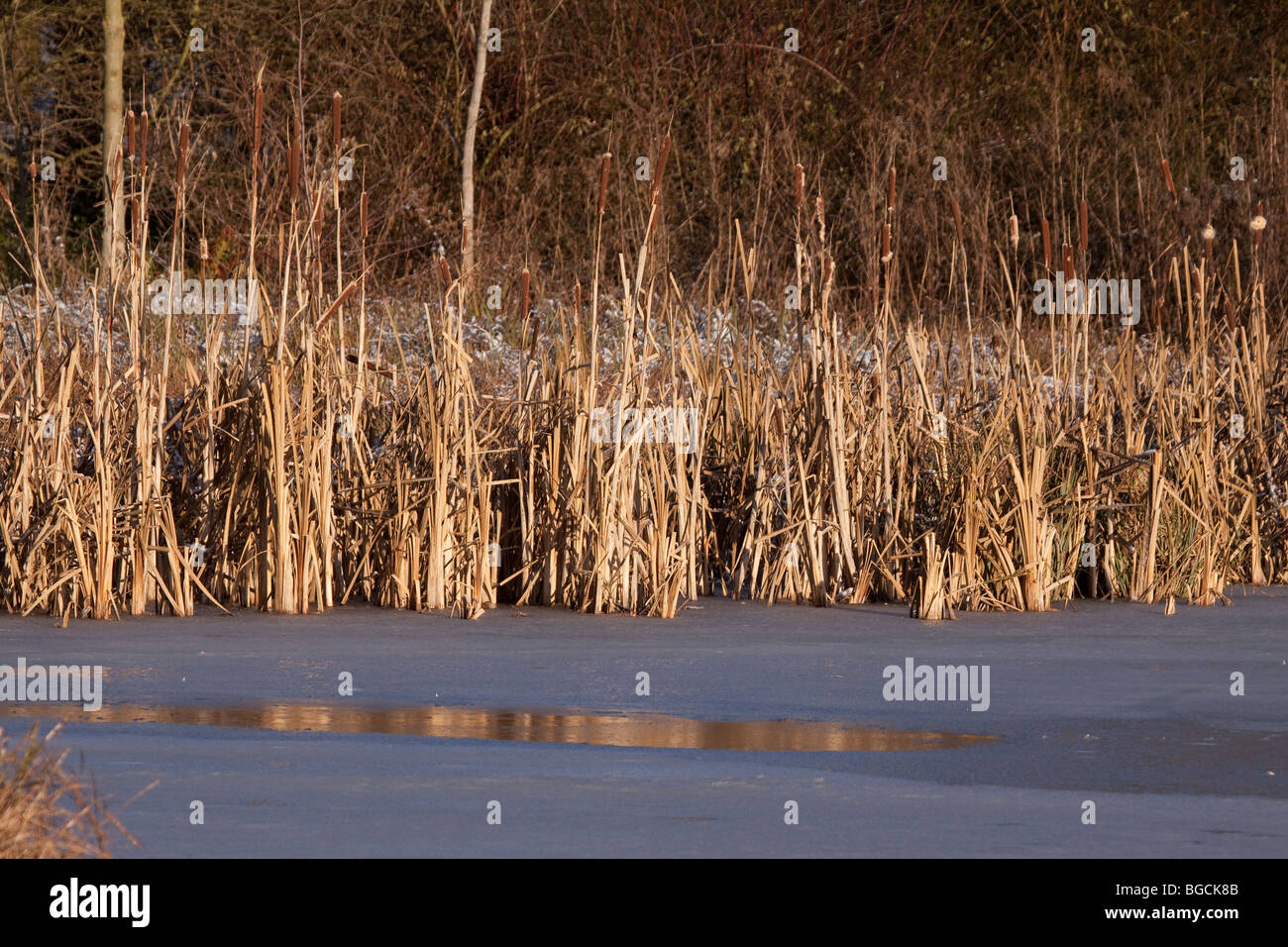 Bull rush rushes bullrush bullrushes hi-res stock photography and ...