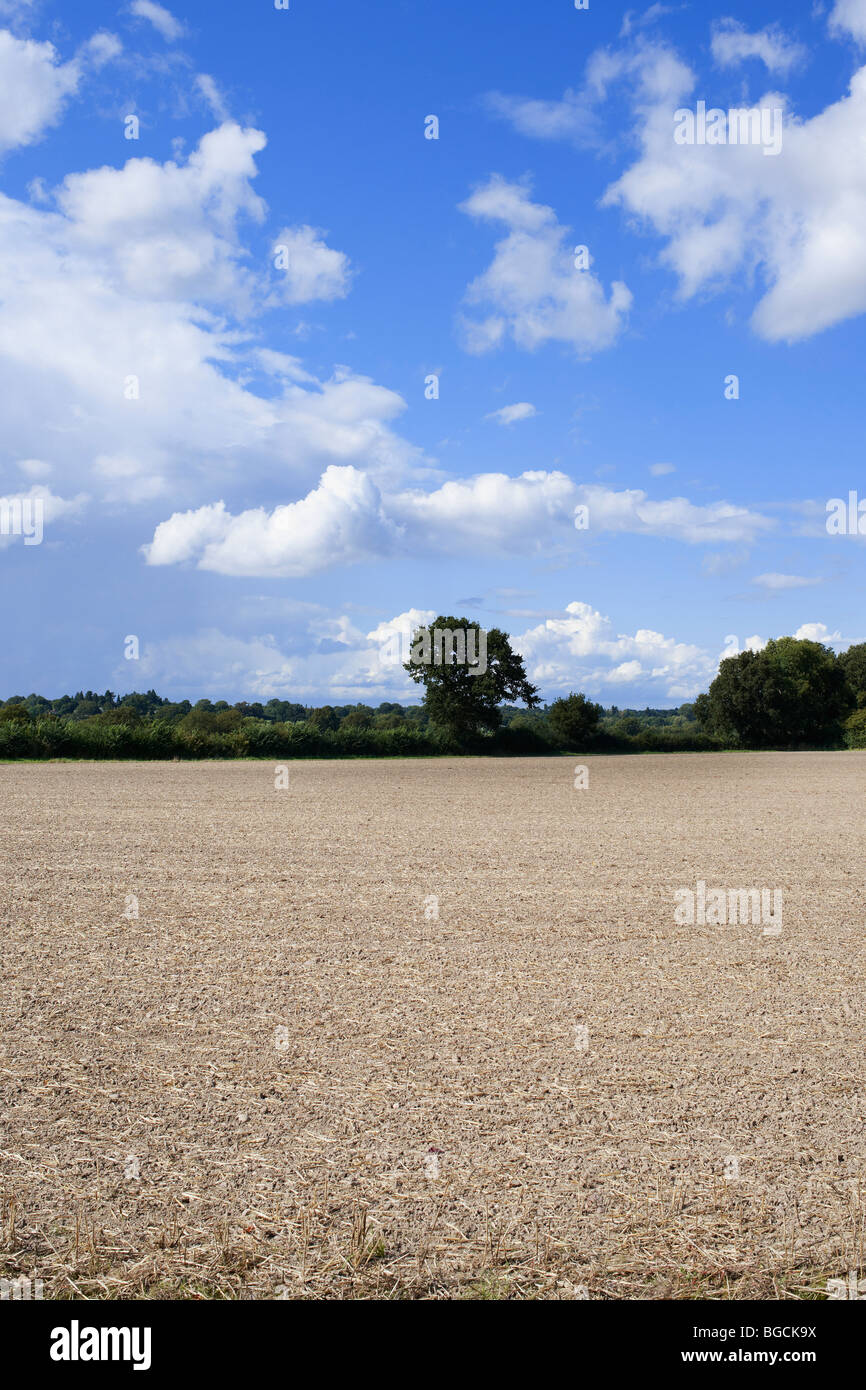fallow field after harvesting with trees behind Stock Photo - Alamy