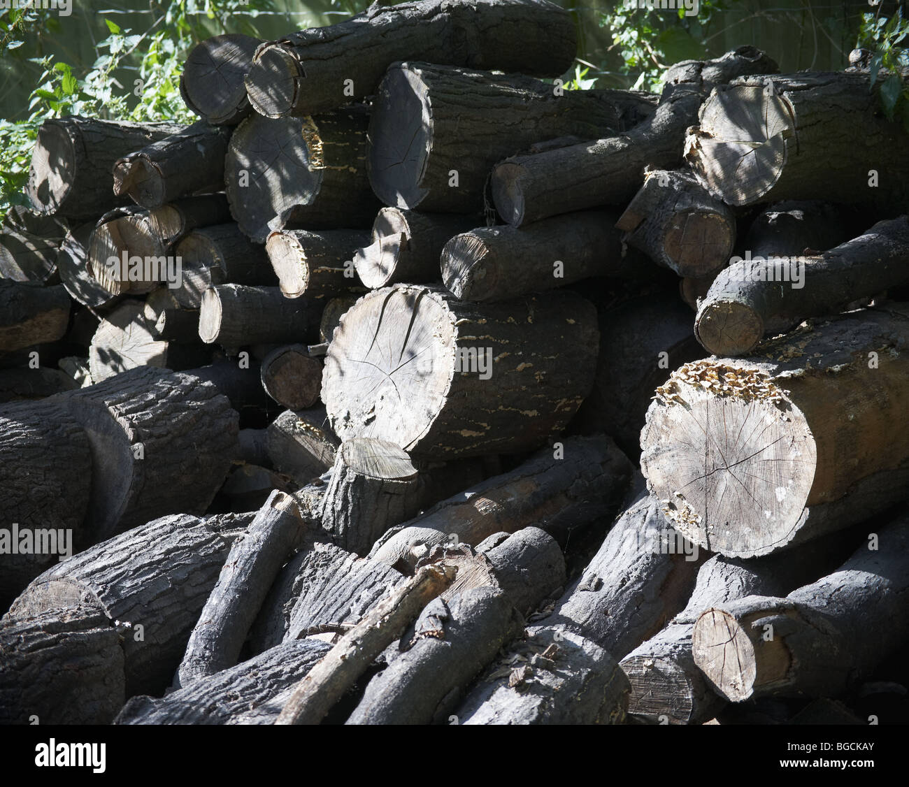 cut logs in forest firewood timber forestry Stock Photo - Alamy