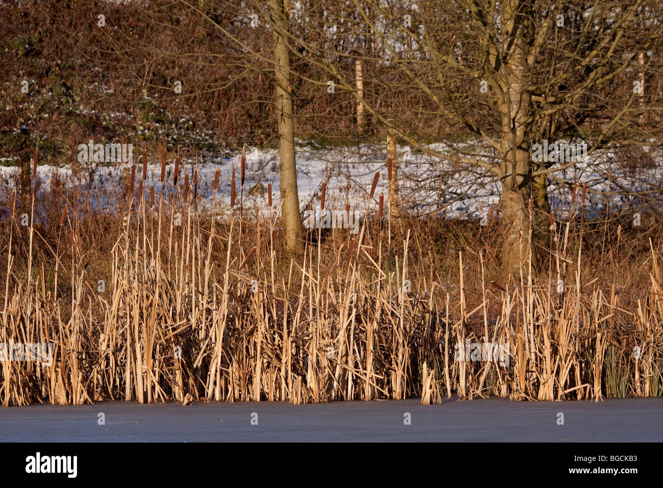 Bull rush rushes bullrush bullrushes hi-res stock photography and ...