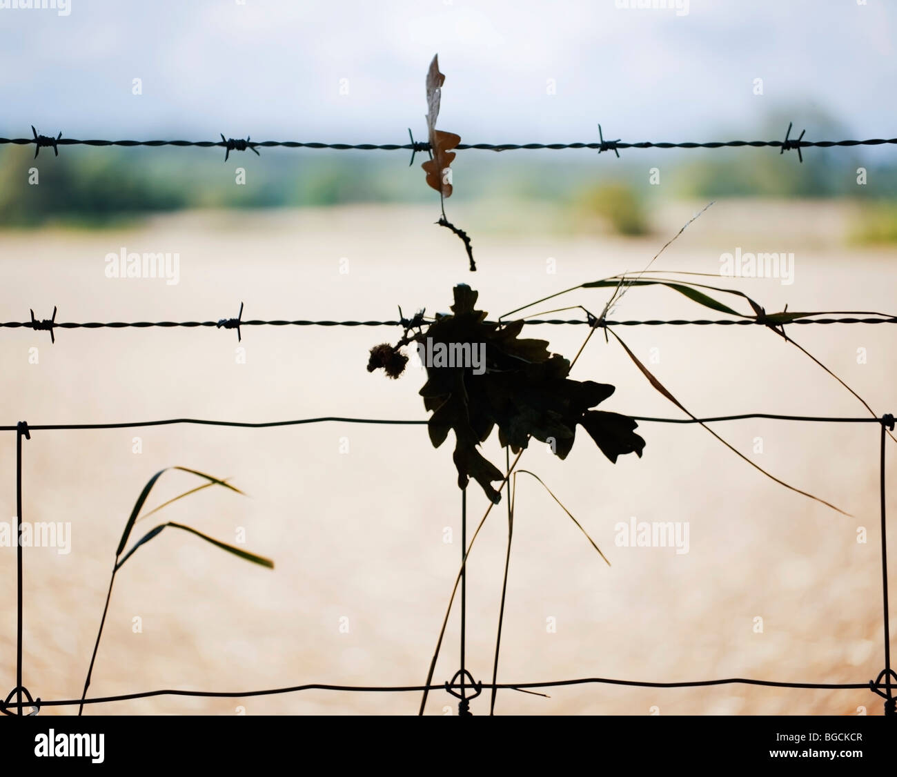 leaves stuck in barbed wire on a fence Stock Photo - Alamy