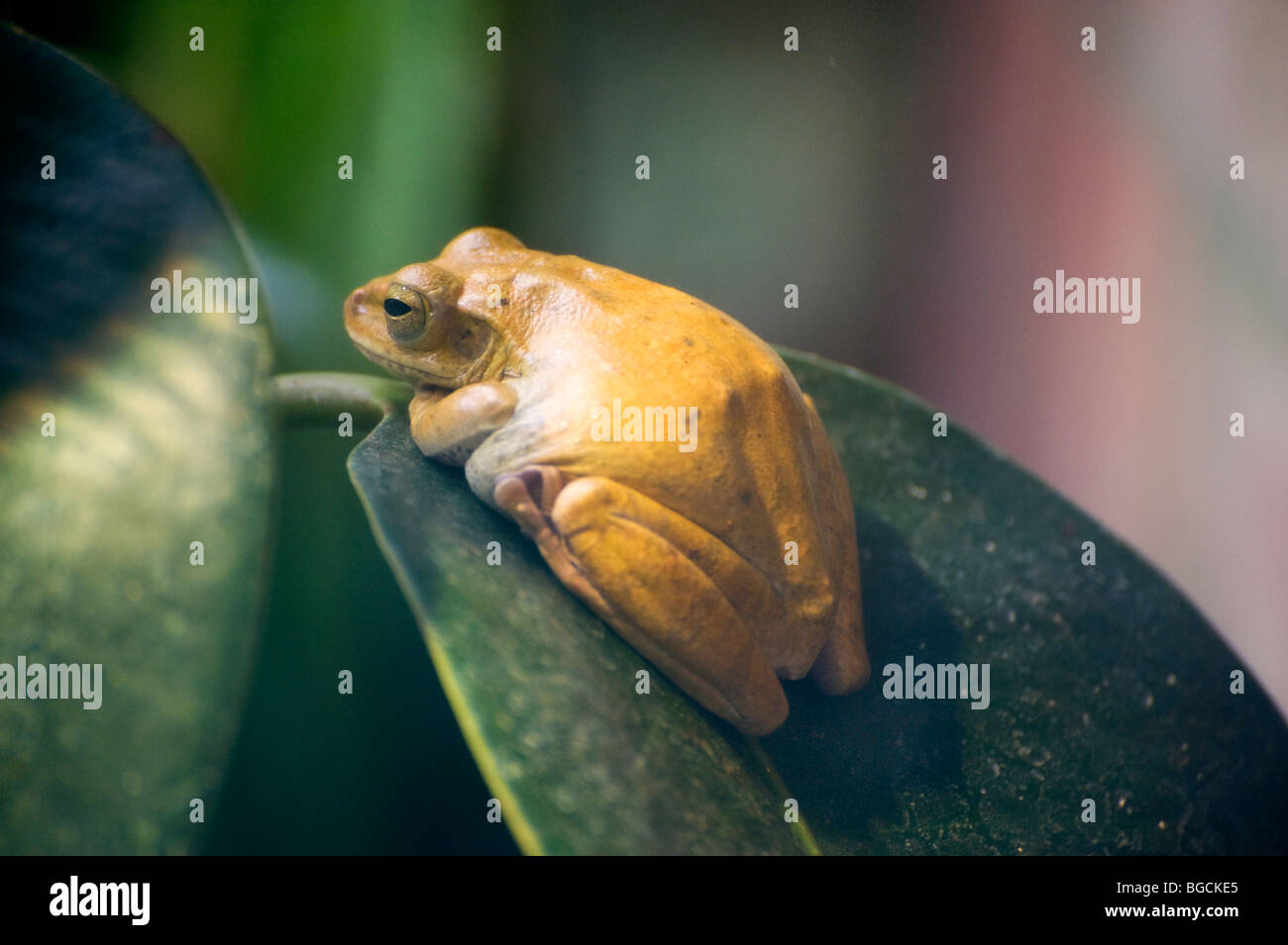 Bamboo tree frog hi-res stock photography and images - Alamy