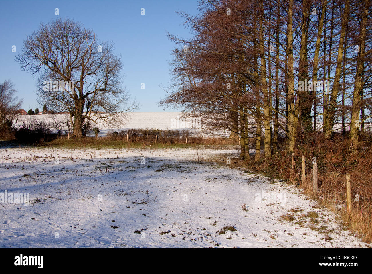 Snowy field surrounded by bare trees Stock Photo - Alamy