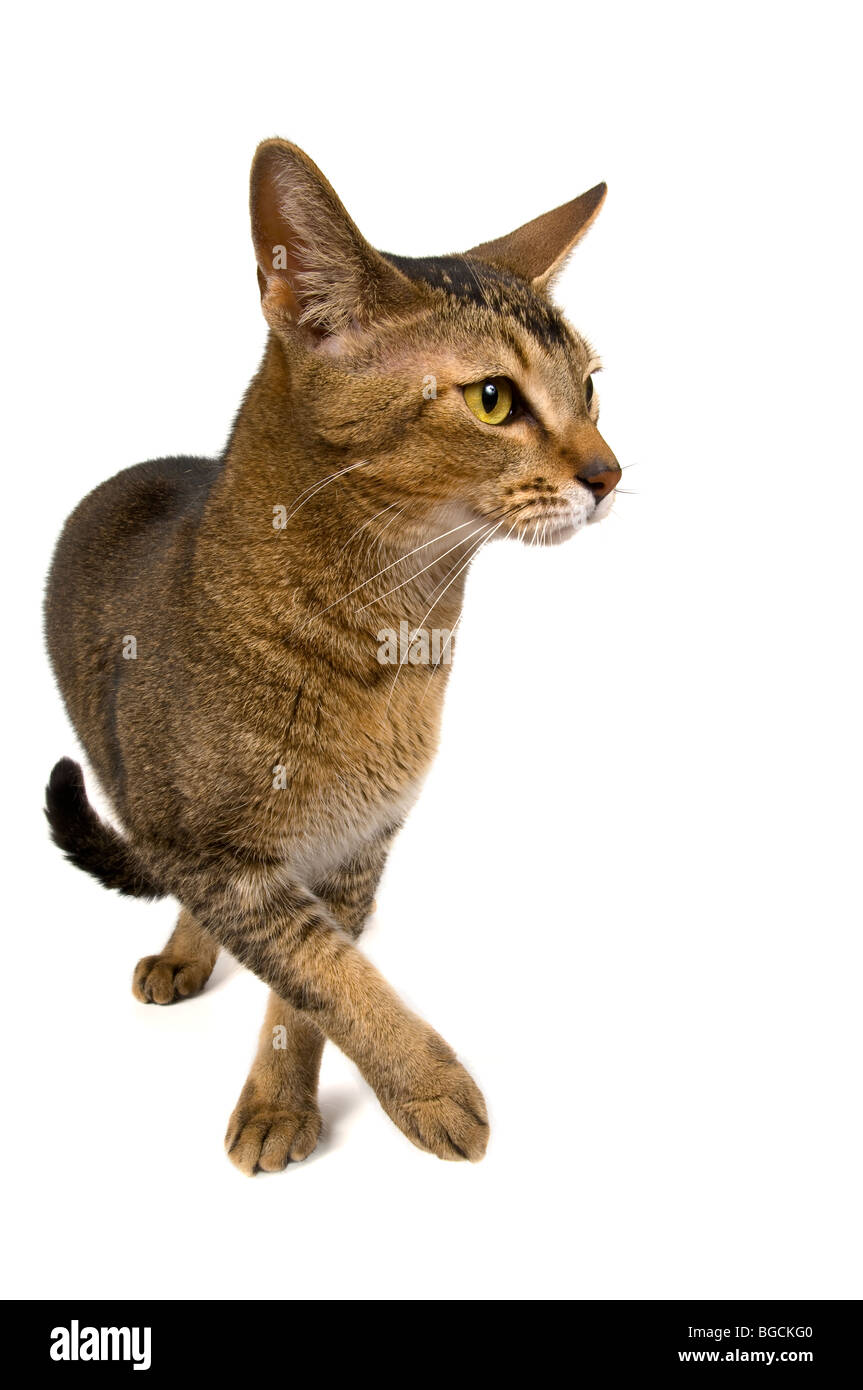 Cat in studio on a neutral background Stock Photo - Alamy