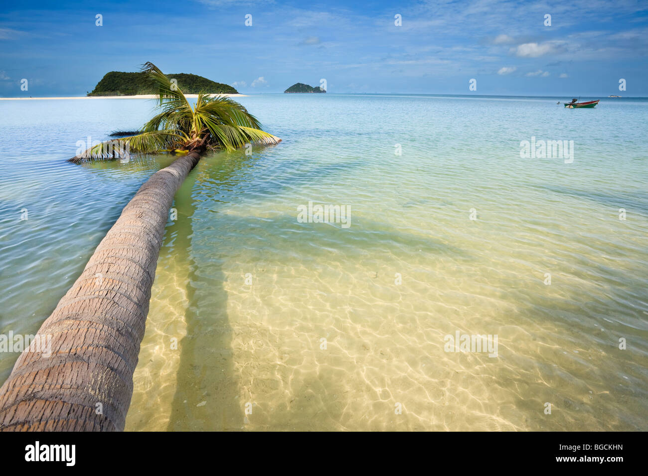 Palm tree in the ocean. Ko phi phi island Stock Photo - Alamy