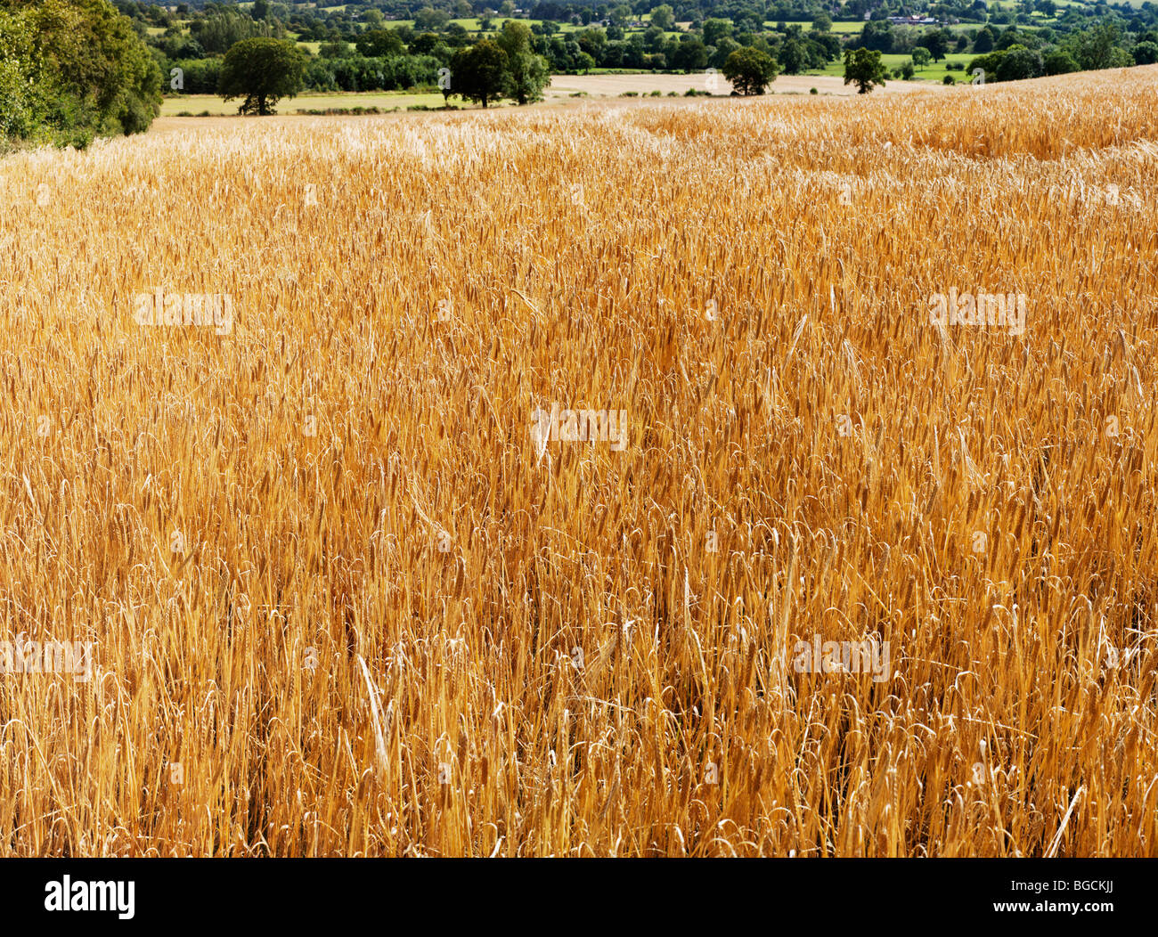 crops growing in a field Stock Photo - Alamy