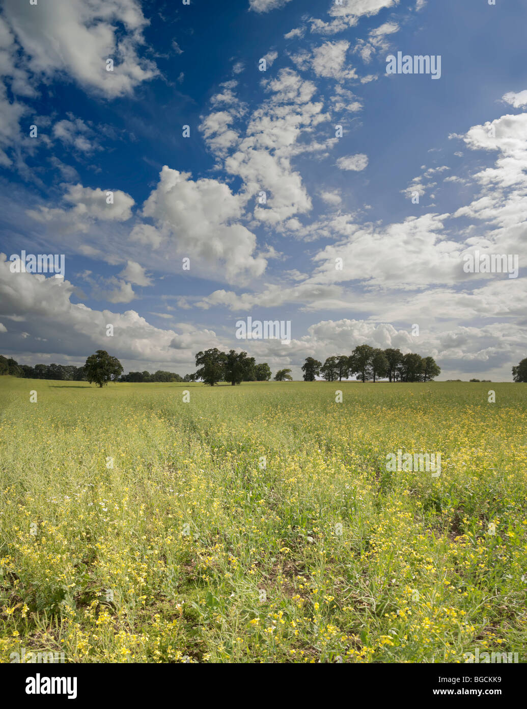 Crops on farmland in the countryside in a rural setting Stock Photo - Alamy