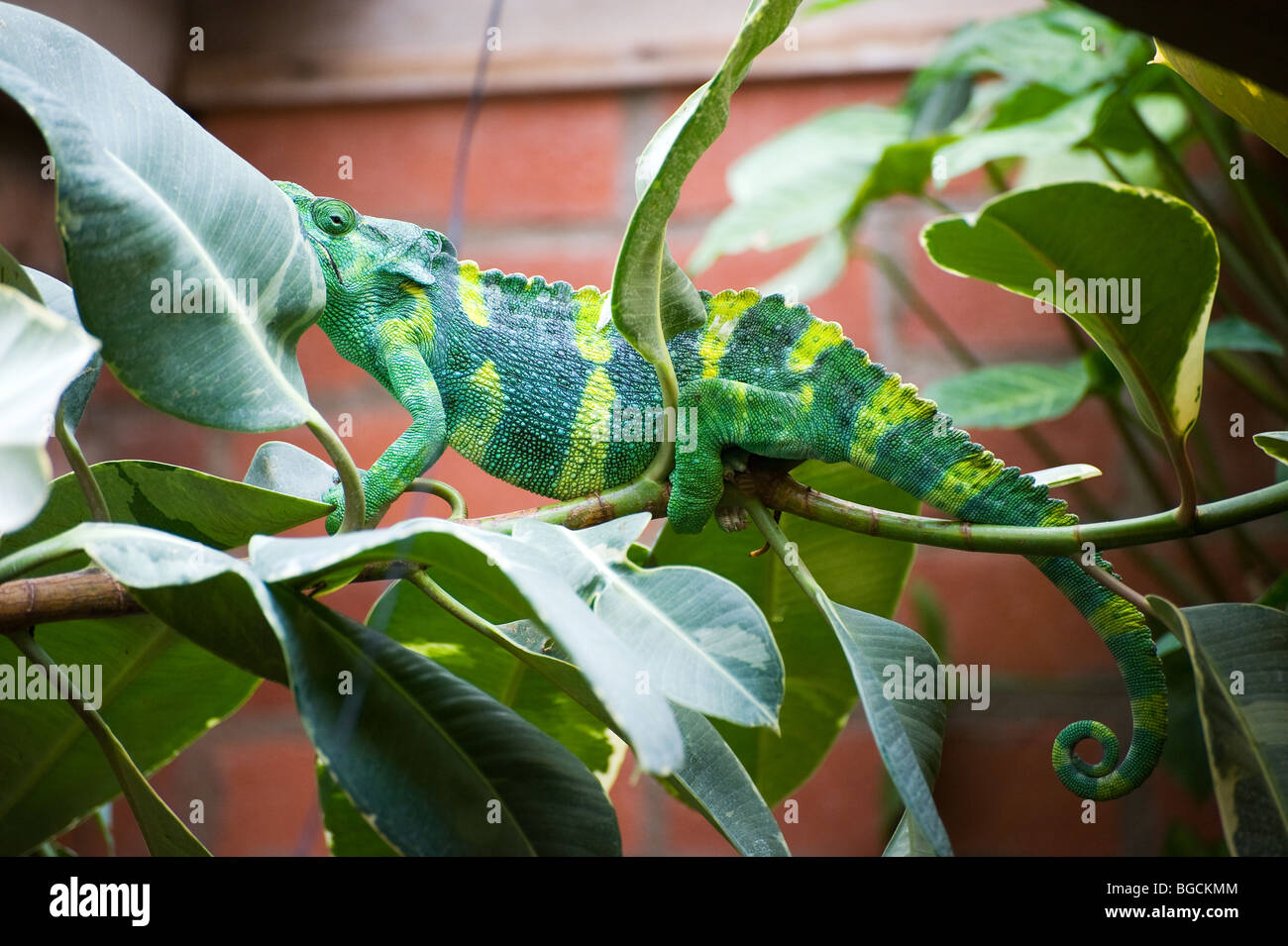 Curled tail chameleon hi-res stock photography and images - Alamy