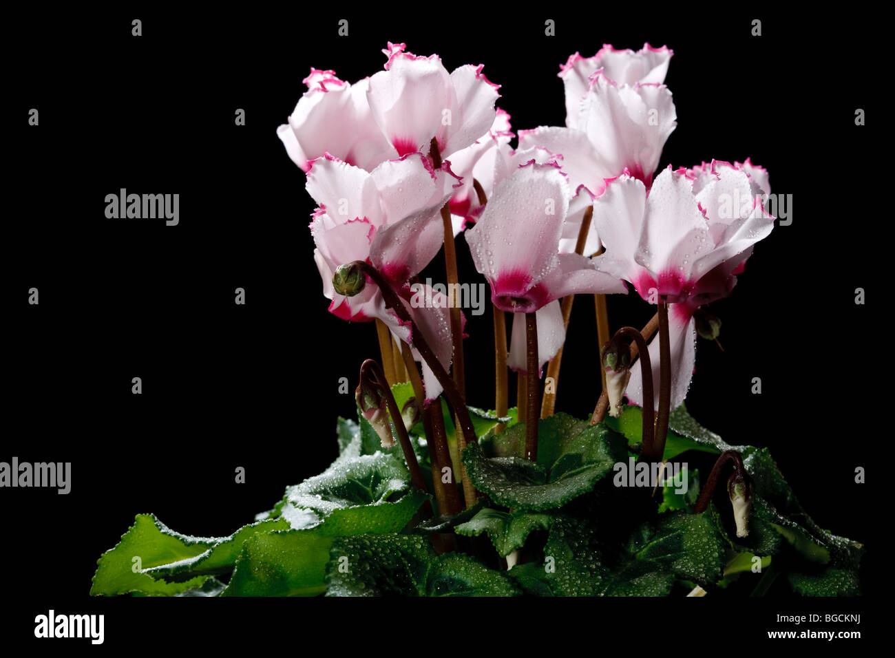 Florist's cyclamen, Cyklamen (Cyclamen persicum Stock Photo - Alamy