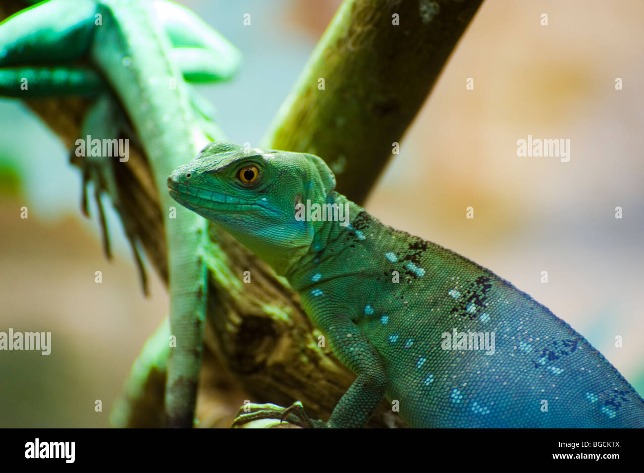 The plumed basilisk, Basiliscus plumifrons, also called a green ...