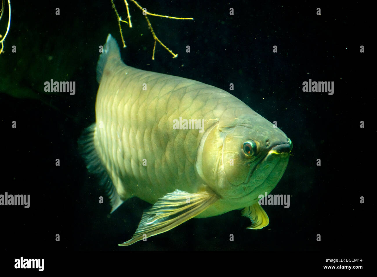 Fish format hi-res stock photography and images - Alamy