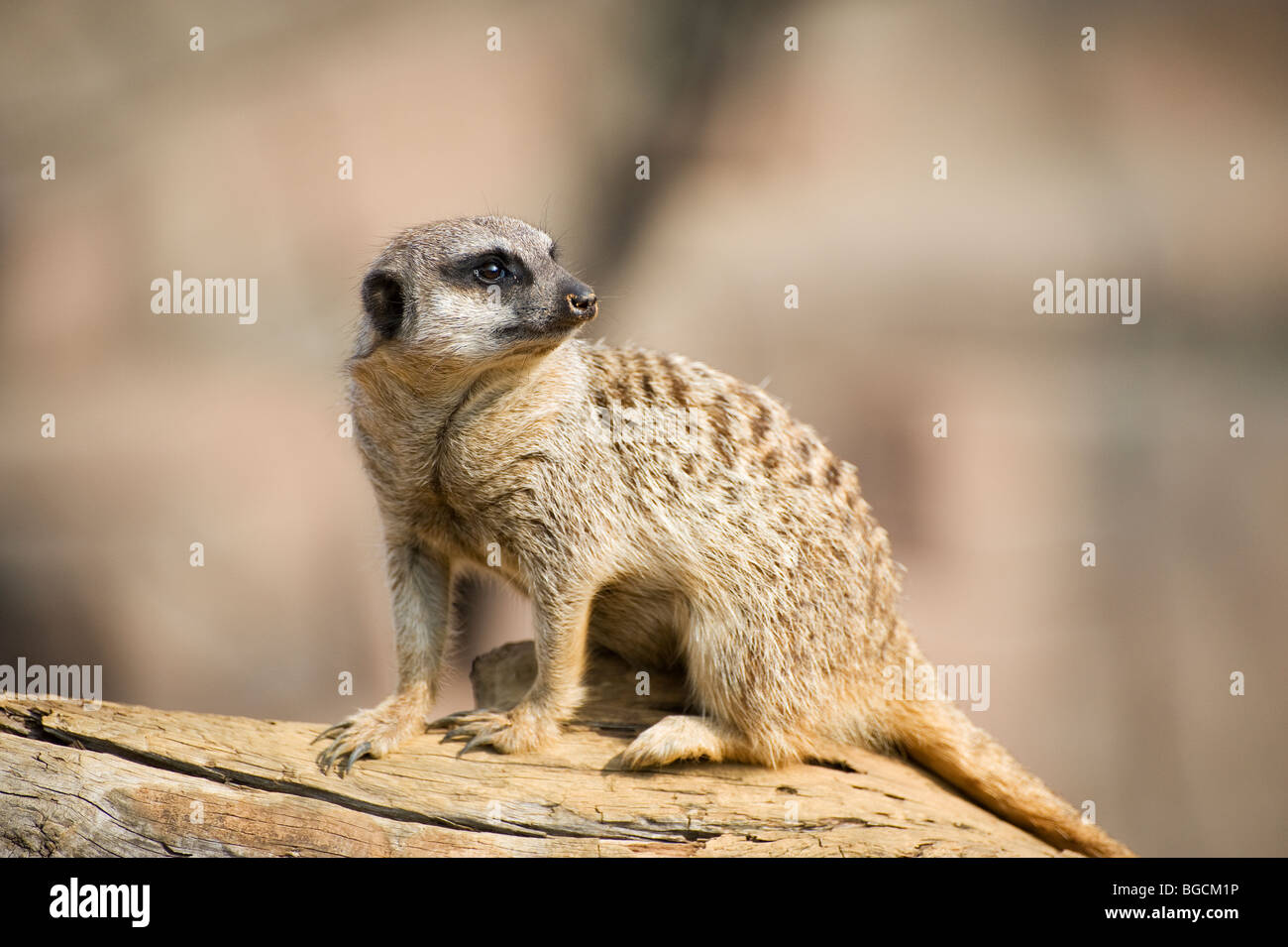 Slender-tailed meerkat (Suricata suricata Stock Photo - Alamy