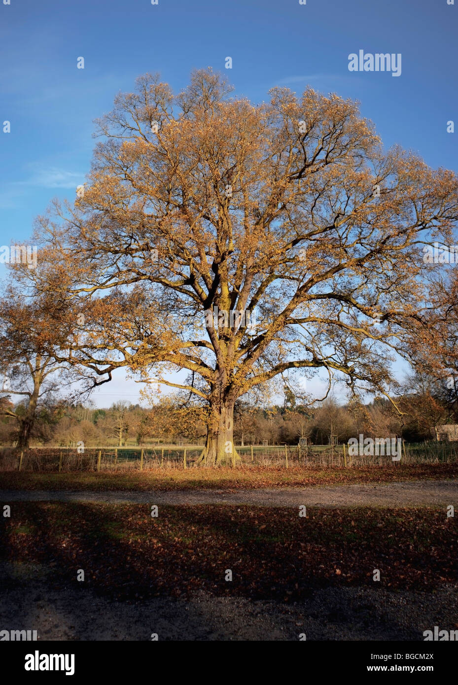 oak tree in autumn Stock Photo - Alamy