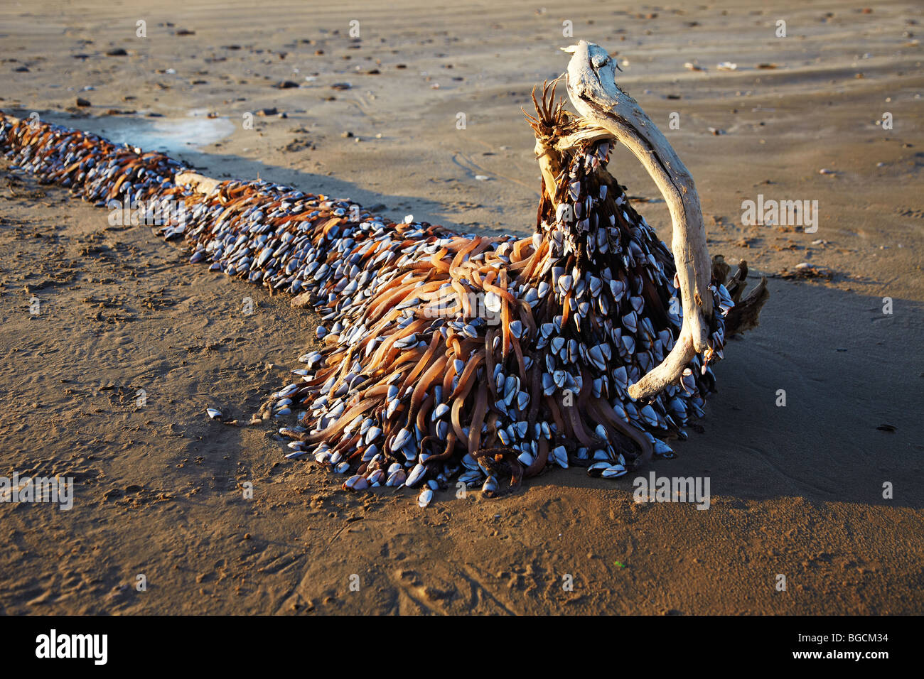 Attached to seaweed hi-res stock photography and images - Alamy