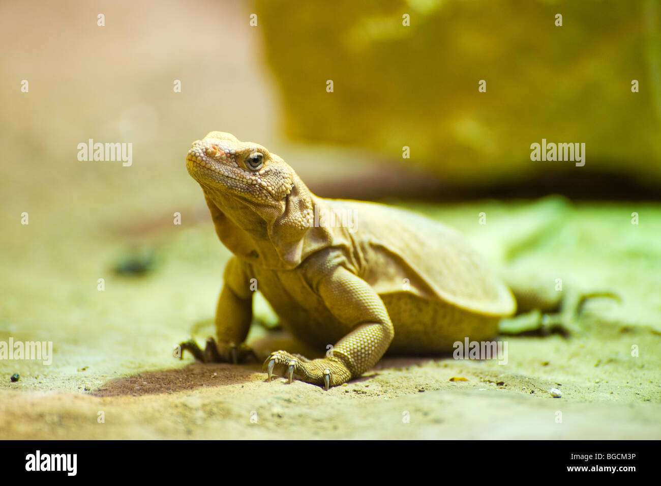 Western Chuckwalla (Sauromalus obesus Stock Photo - Alamy
