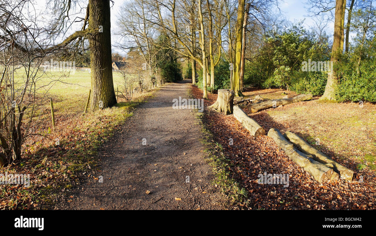 footpath through an avenue of trees Stock Photo - Alamy