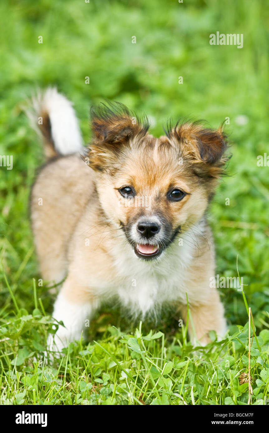small puppy in green grass Stock Photo - Alamy