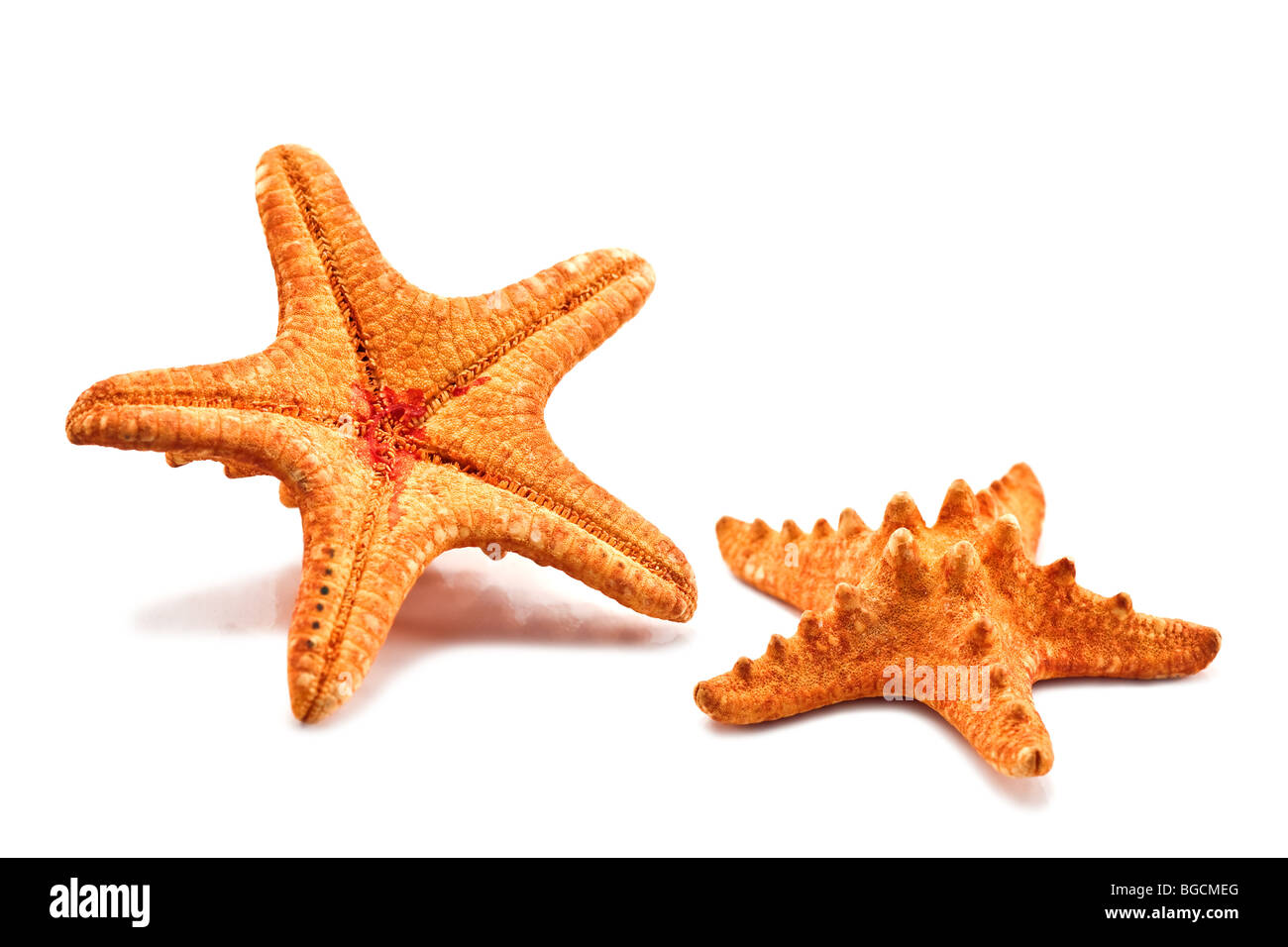 two starfish isolated Stock Photo - Alamy