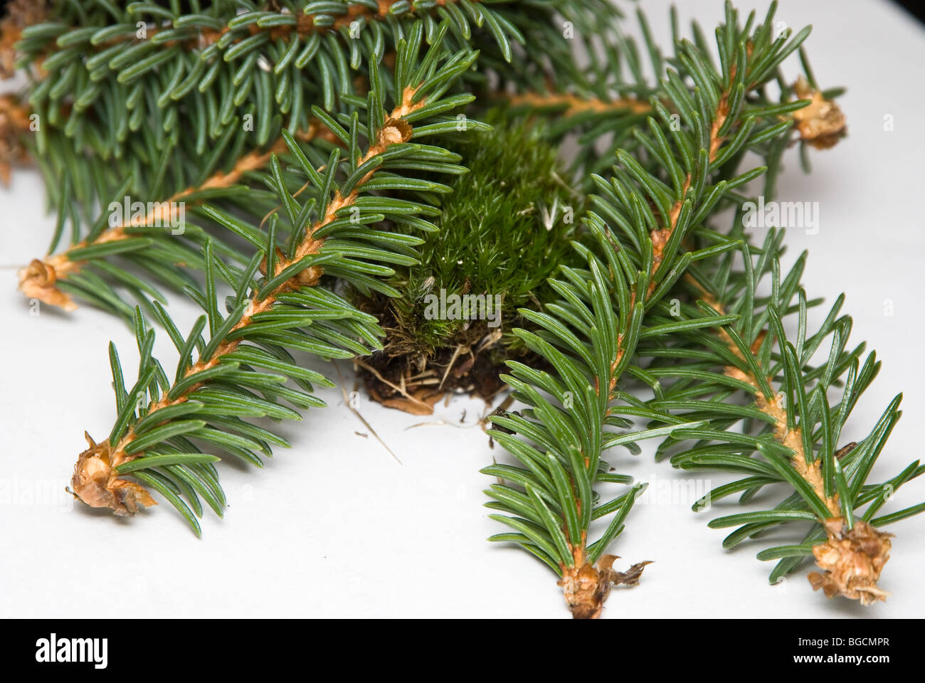 Closeup of the pine needles Stock Photo - Alamy
