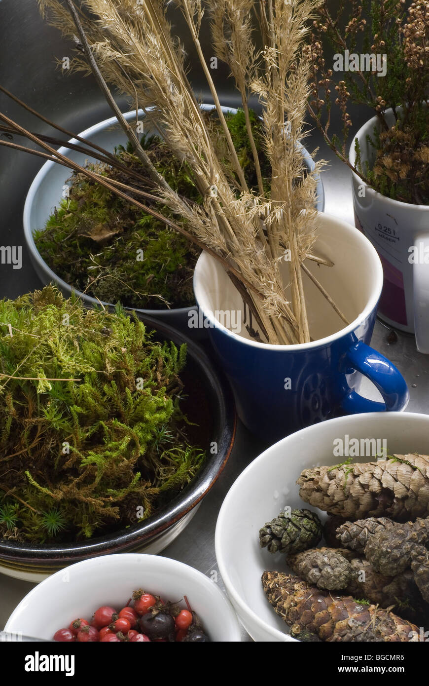 Forest objects still-life Stock Photo - Alamy