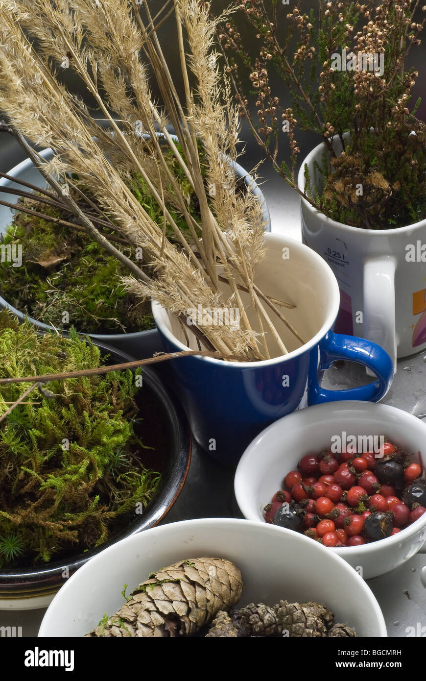 Forest objects still-life Stock Photo - Alamy