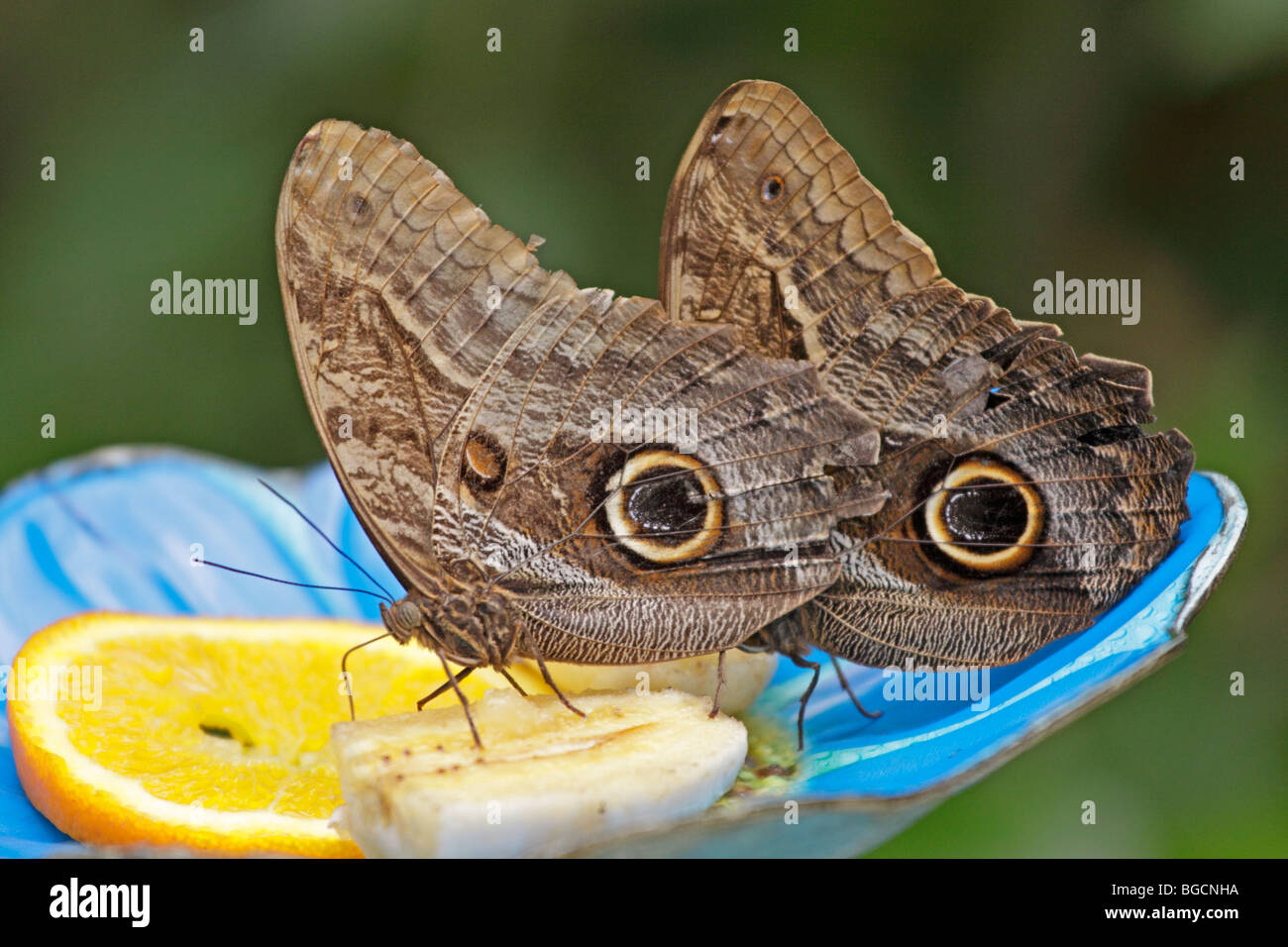 Amazon butterflies hi-res stock photography and images - Alamy