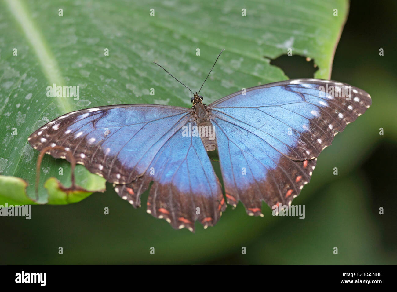 tropical butterfly Blue Morpho Stock Photo - Alamy