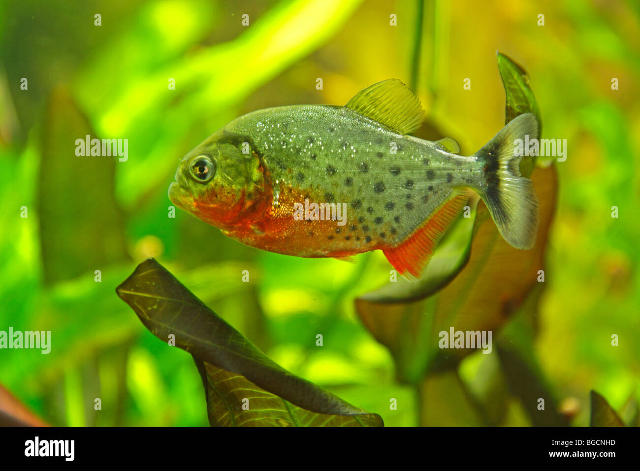 Red Belly Piranha Juvenile