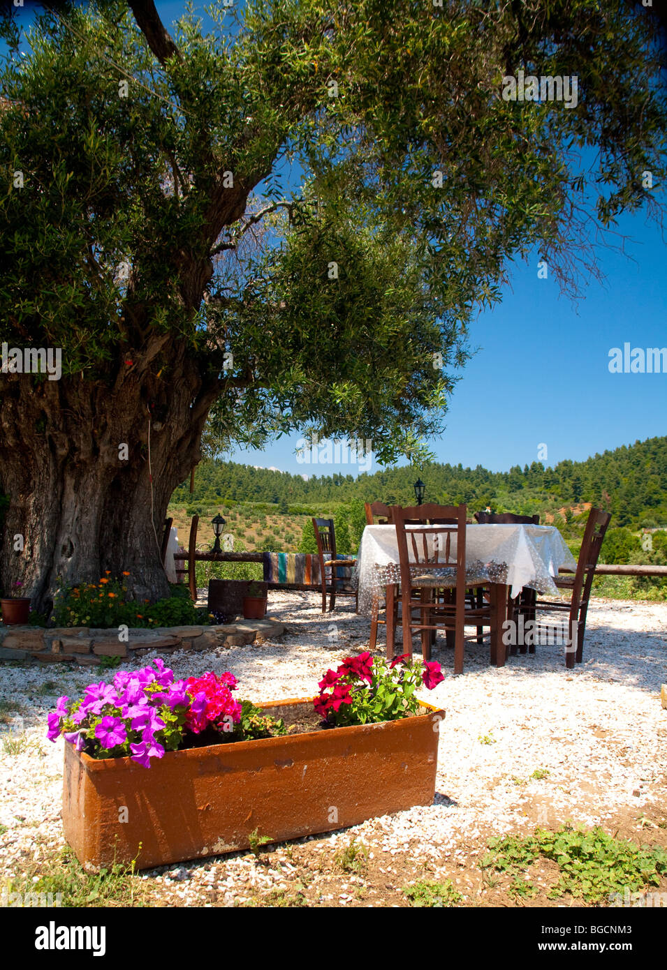 Tables are laid ready for patrons, in shade under a very large olive ...