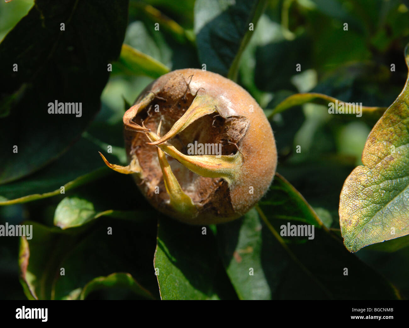 Medlar hi-res stock photography and images - Alamy