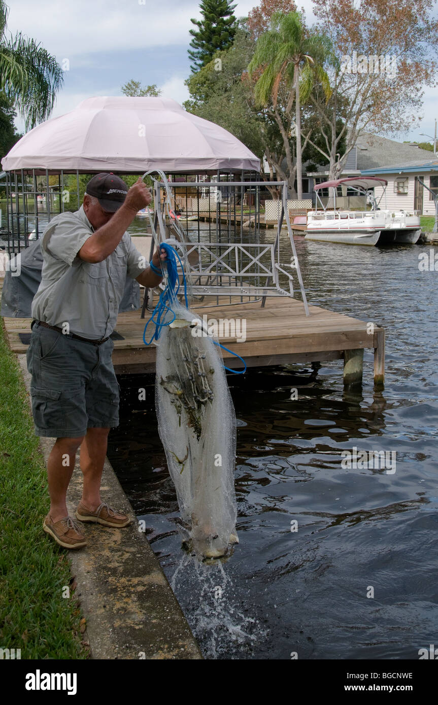 A bass angler tosses a cast net to capture live golden shiners hanging ...
