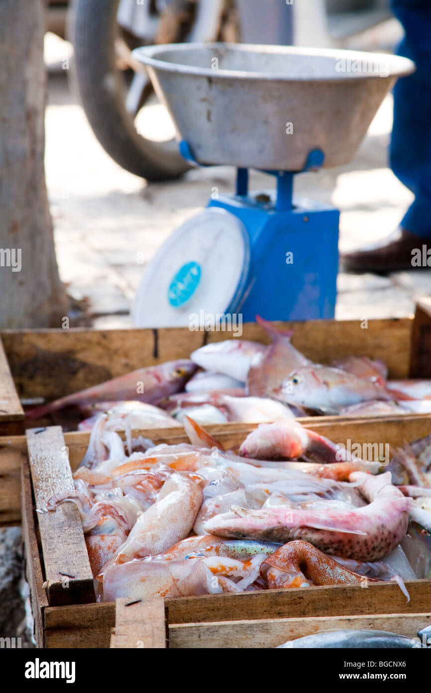 Boxes of freshly caught fish hi-res stock photography and images - Alamy