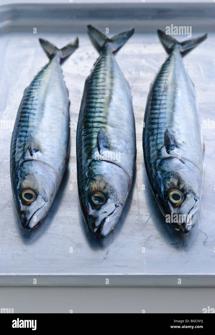 Three fresh raw mackerel Stock Photo - Alamy