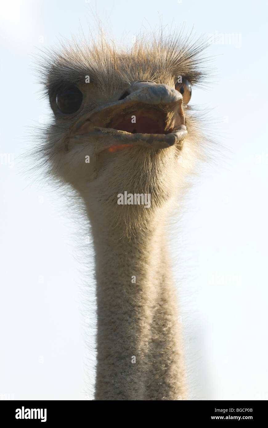 Ostrich head hi-res stock photography and images - Alamy