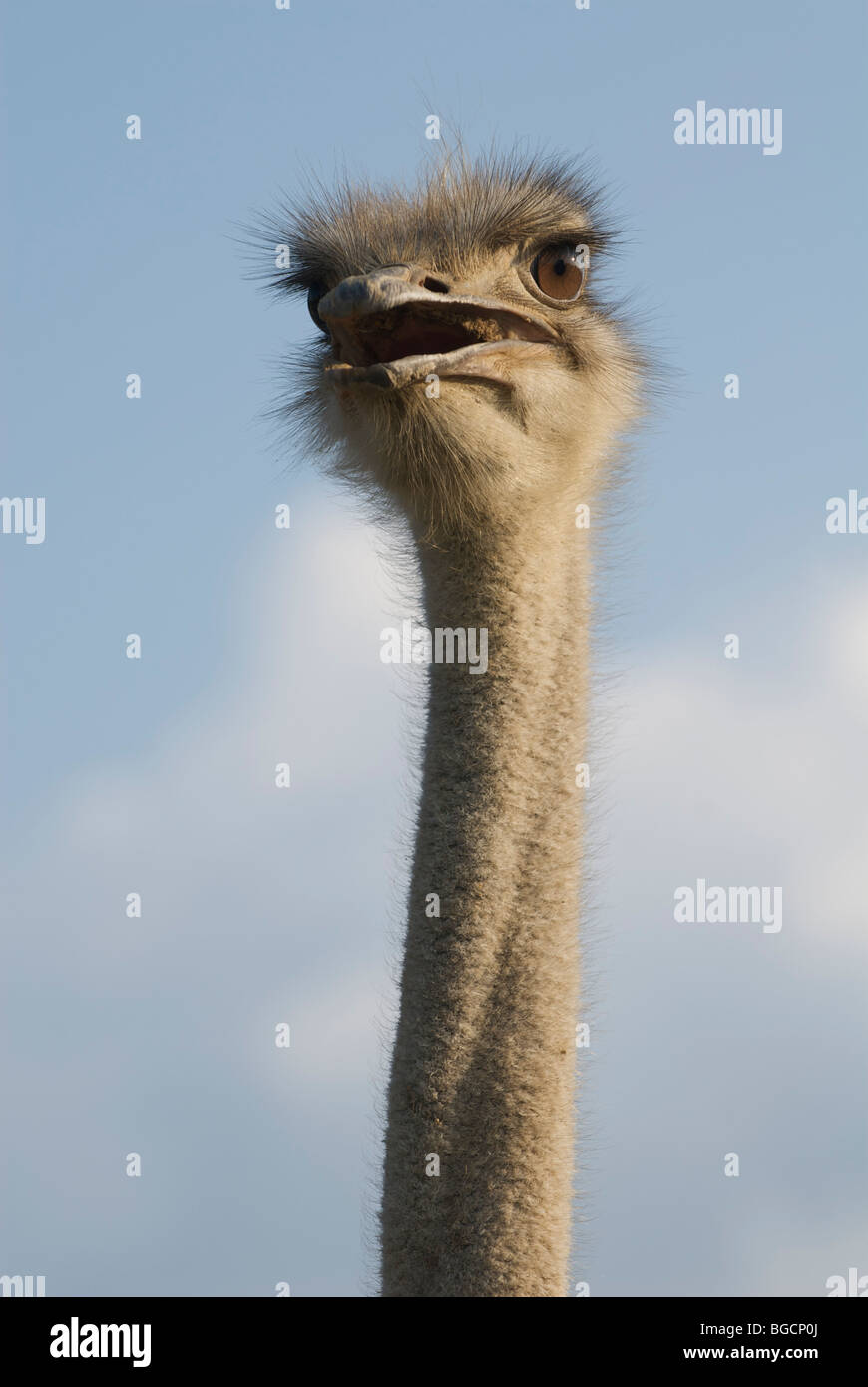 Ostrich head hi-res stock photography and images - Alamy